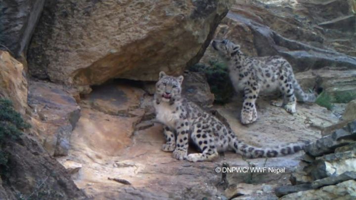 Népal: les panthères des neiges estimées à près de 400 selon une ...